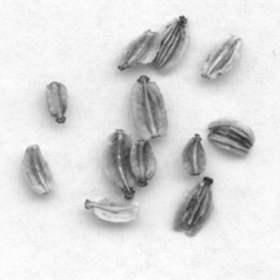 Images from Carrots and Related Vegetable Umbelliferae