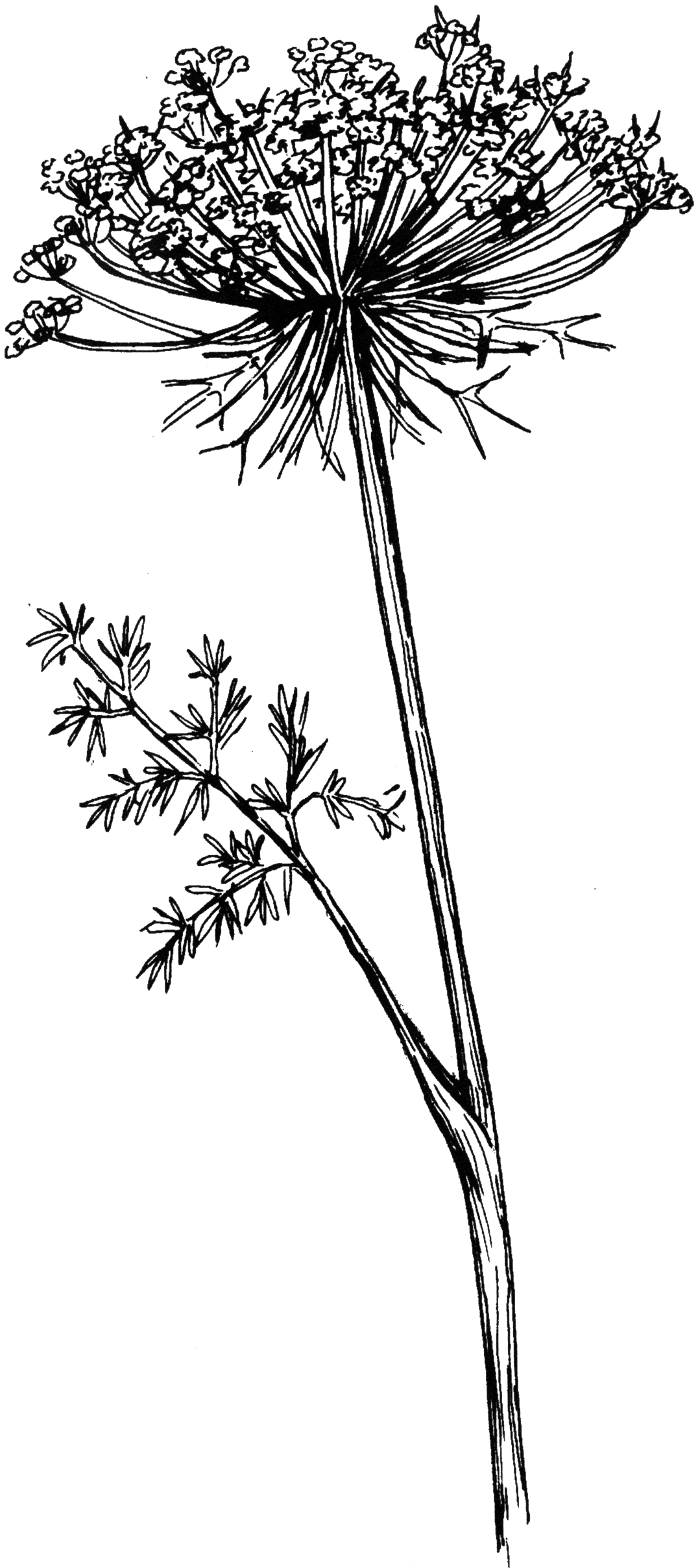 Images from Carrots and Related Vegetable Umbelliferae