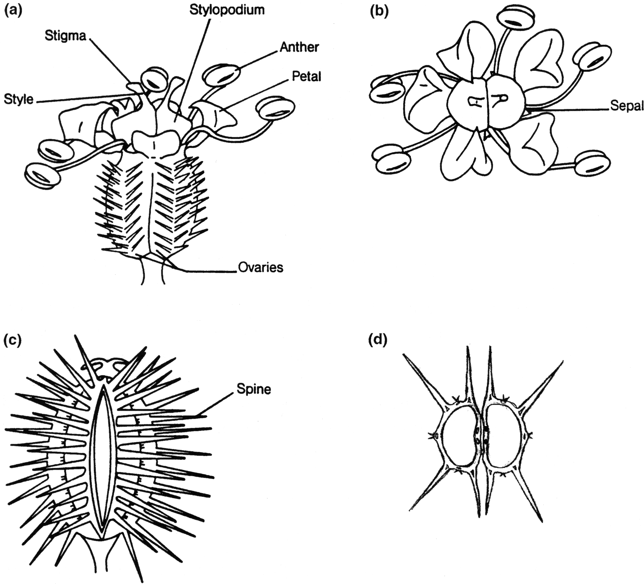 Images from Carrots and Related Vegetable Umbelliferae