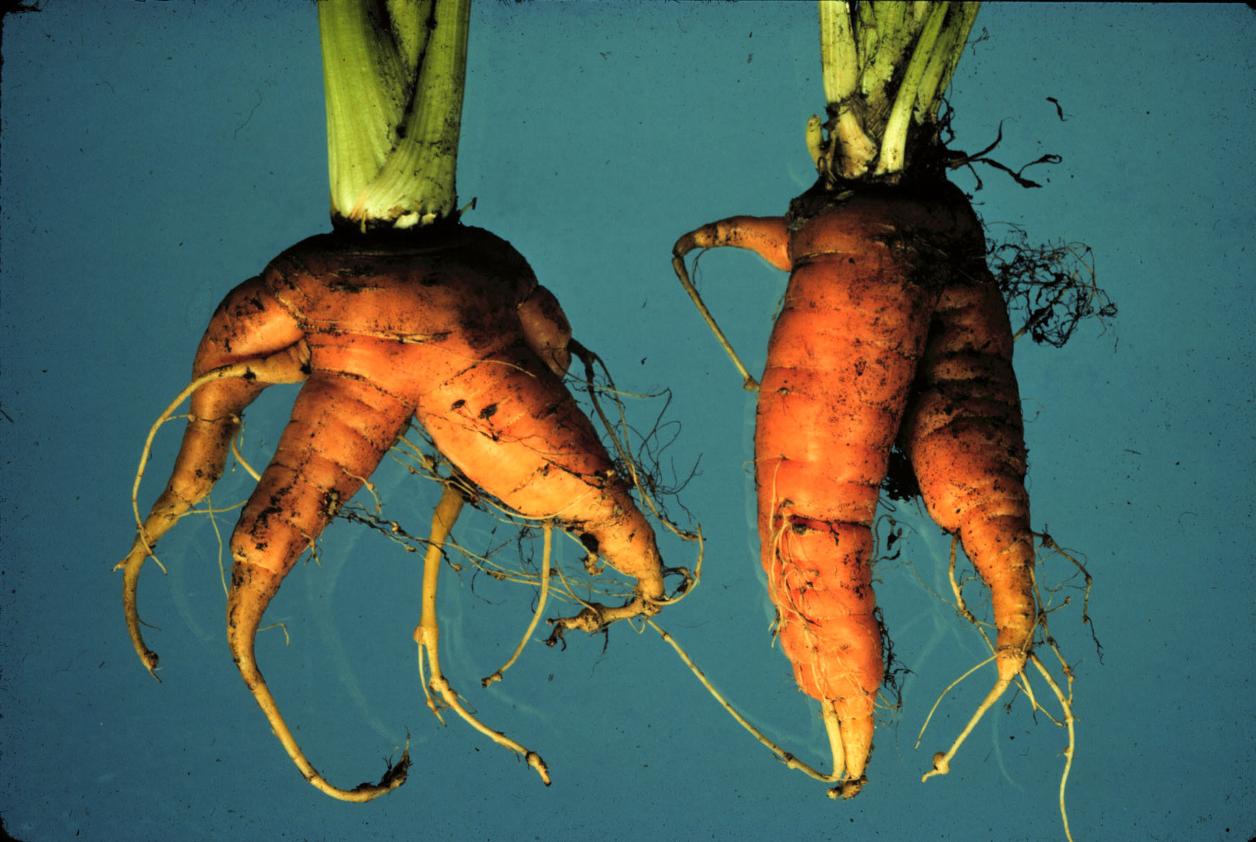 carrots look very strange this year