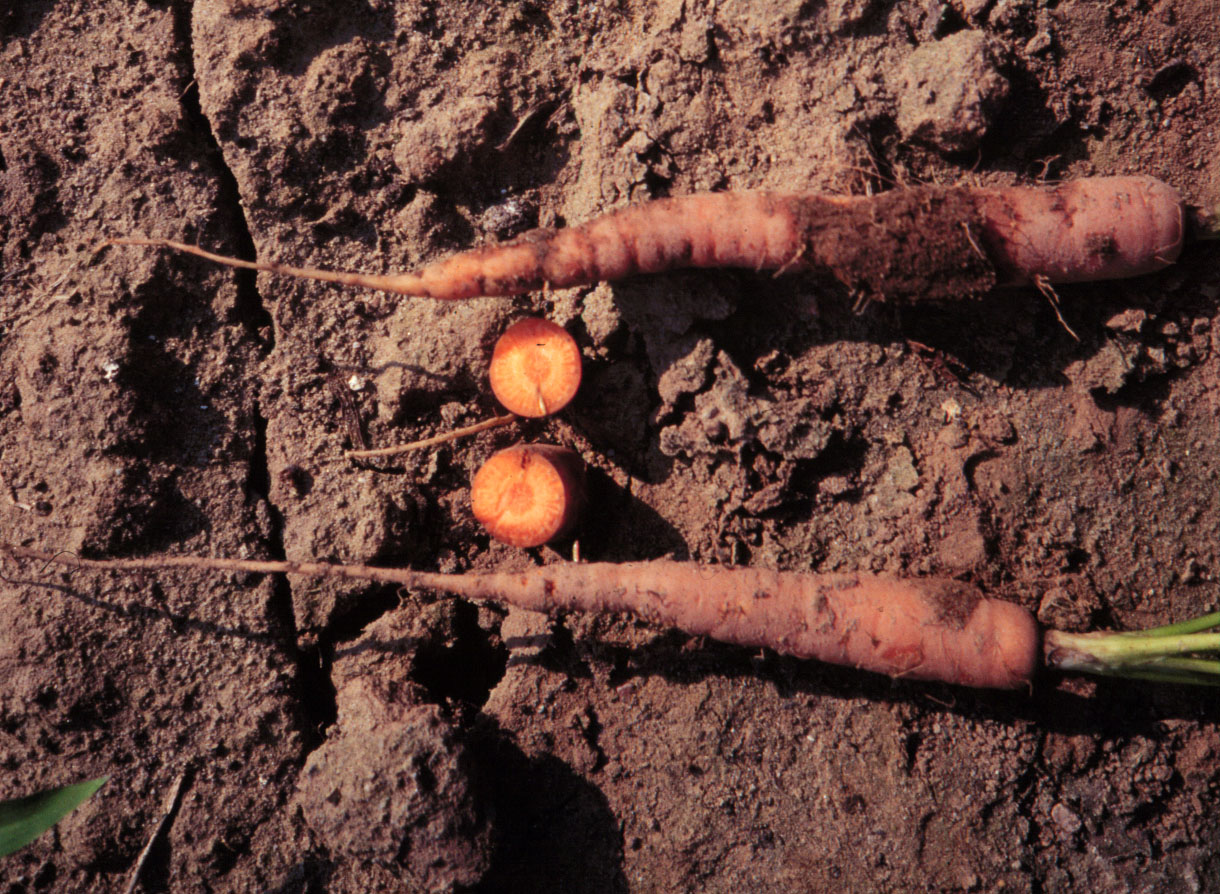 Images from Carrots and Related Vegetable Umbelliferae
